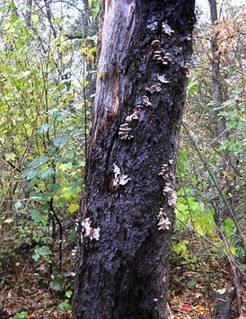 SCP-1412 | Wiki Fundação SCP | Fandom