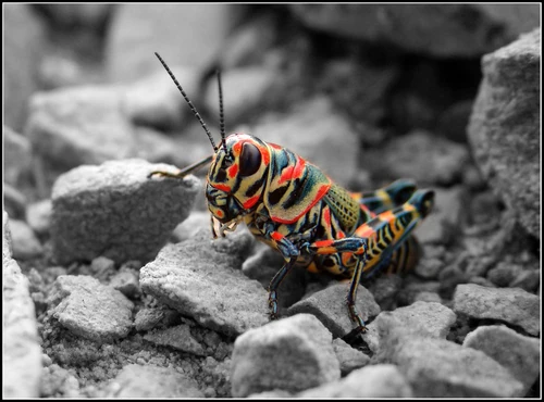 SCP-820 | Wiki Fundação SCP | Fandom