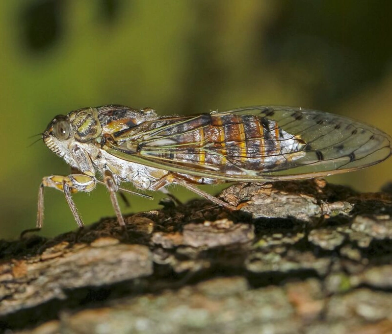 SCP-1517 | Wiki Fundação SCP | Fandom