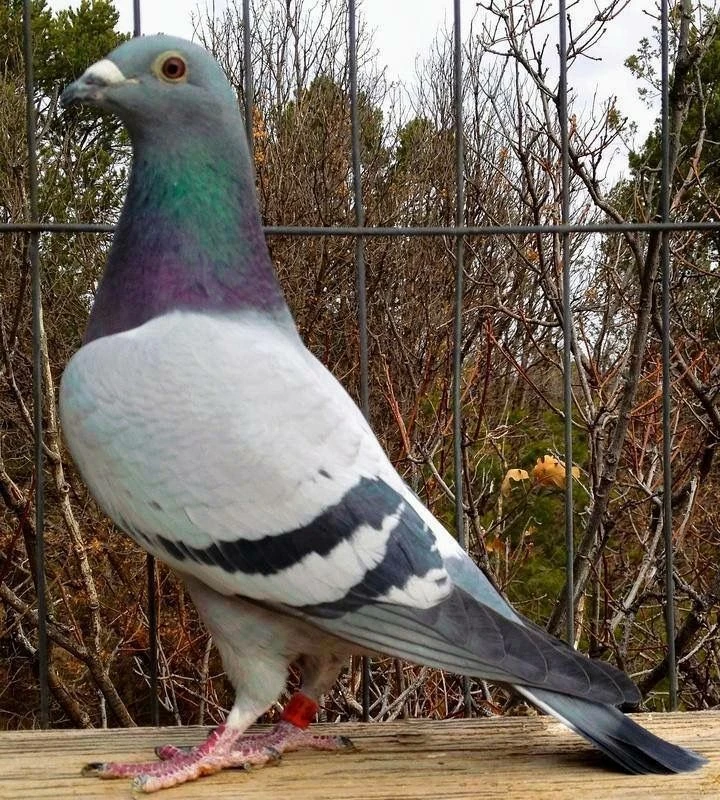 SCP-514 | Wiki Fundação SCP | Fandom