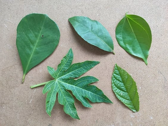 SCP-996 | Wiki Fundação SCP | Fandom