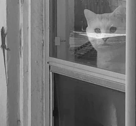 SCP-1305 | Wiki Fundação SCP | Fandom