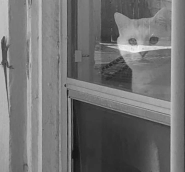 SCP-1305 | Wiki Fundação SCP | Fandom