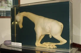 SCP-1169 | Wiki Fundação SCP | Fandom