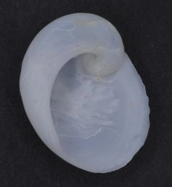 SCP-1744 | Wiki Fundação SCP | Fandom