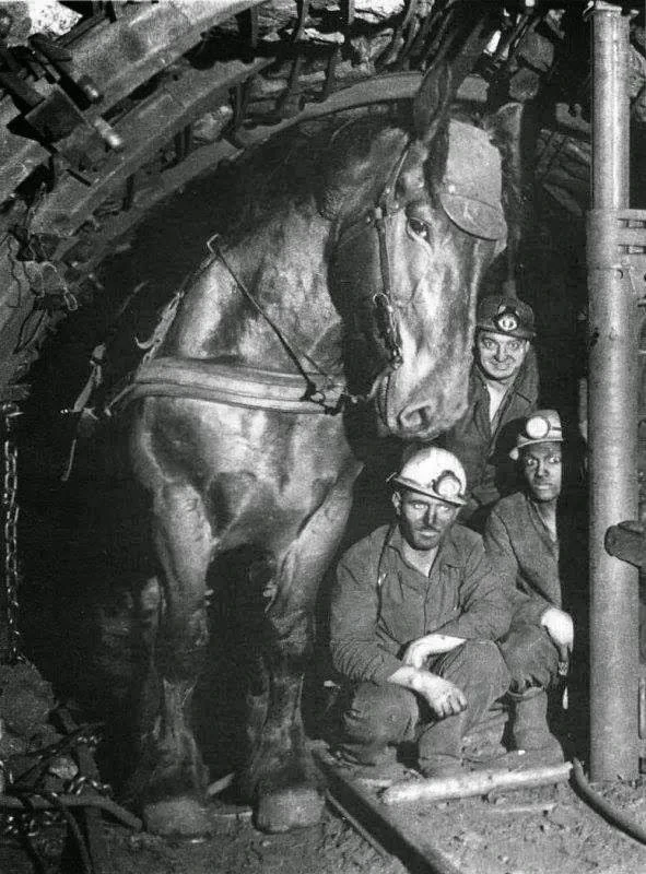 SCP-1948-J | Wiki Fundação SCP | Fandom