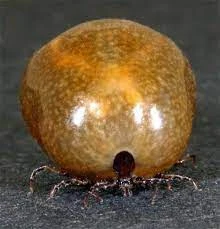 SCP-775 | Wiki Fundação SCP | Fandom