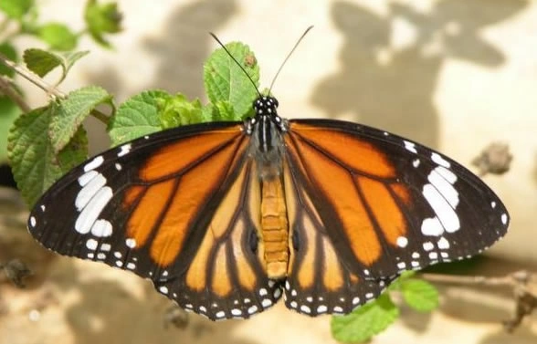 SCP-837-ARC | Wiki Fundação SCP | Fandom