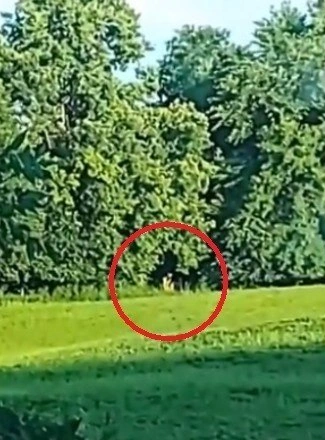 SCP-1648 | Wiki Fundação SCP | Fandom