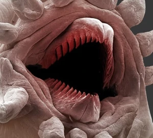 SCP-1707 | Wiki Fundação SCP | Fandom