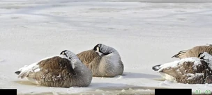 SCP-1476 | Wiki Fundação SCP | Fandom