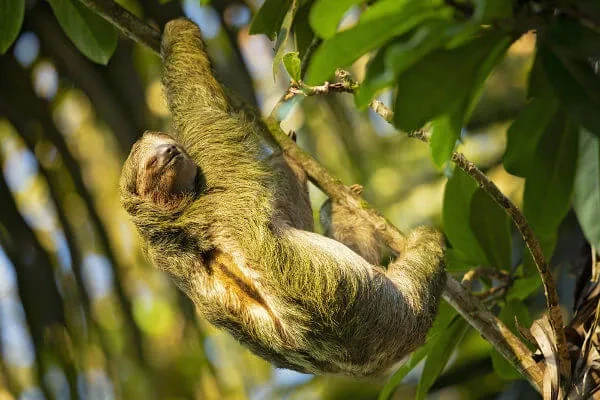 SCP-1784 | Wiki Fundação SCP | Fandom