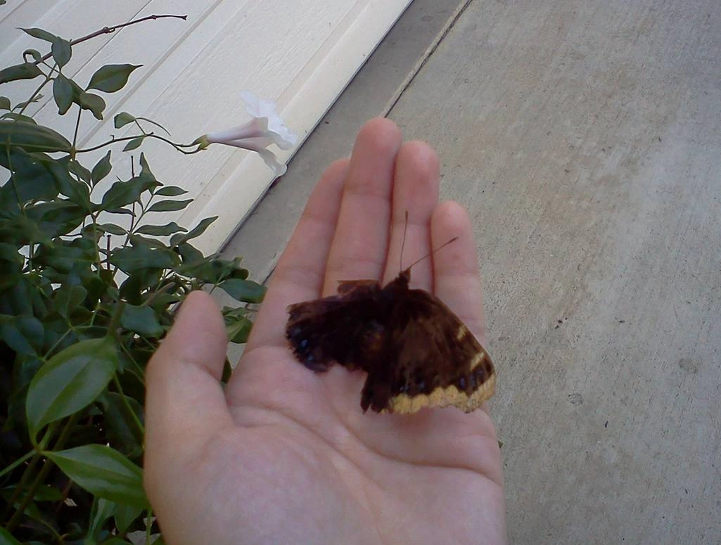 SCP-1457 | Wiki Fundação SCP | Fandom