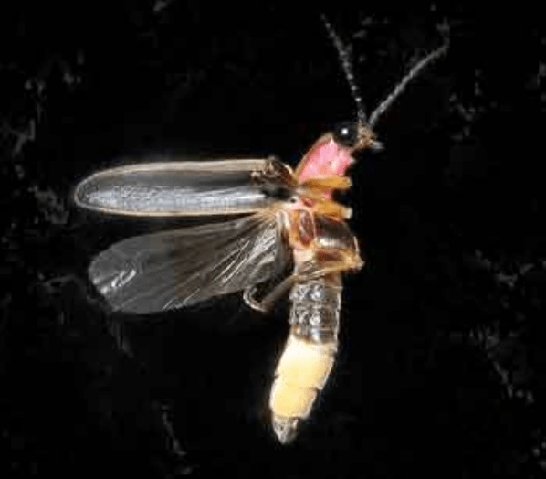 SCP-1535 | Wiki Fundação SCP | Fandom