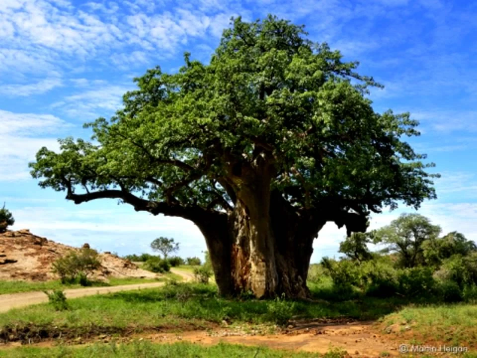 SCP-417 | Wiki Fundação SCP | Fandom