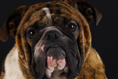 SCP-1552 | Wiki Fundação SCP | Fandom