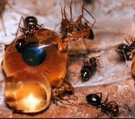 SCP-1582 | Wiki Fundação SCP | Fandom