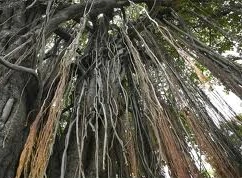 SCP-1158 | Wiki Fundação SCP | Fandom