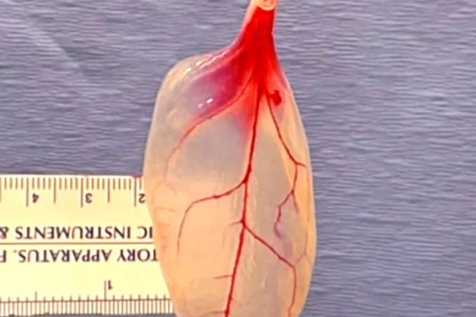 SCP-298 | Wiki Fundação SCP | Fandom