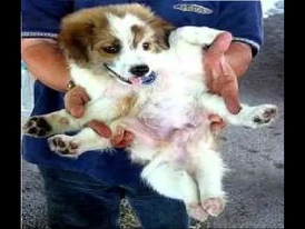 SCP-530 | Wiki Fundação SCP | Fandom