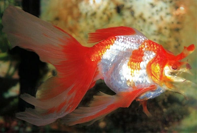 SCP-929 | Wiki Fundação SCP | Fandom