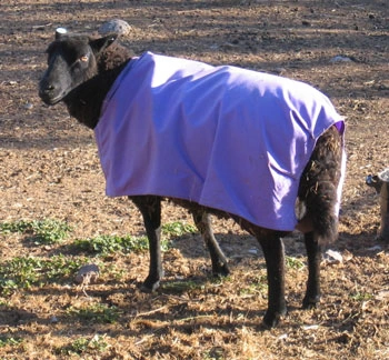 SCP-1874 | Wiki Fundação SCP | Fandom