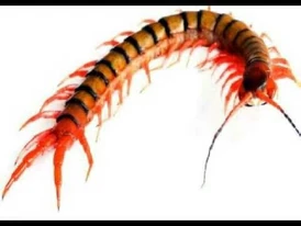 SCP-378 | Wiki Fundação SCP | Fandom