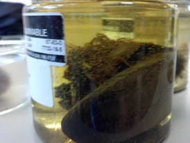 SCP-1264 | Wiki Fundação SCP | Fandom