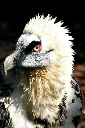 SCP-1534 | Wiki Fundação SCP | Fandom