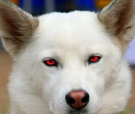 SCP-1111 | Wiki Fundação SCP | Fandom