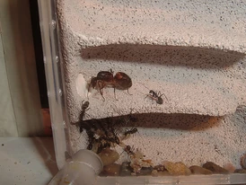 SCP-671 | Wiki Fundação SCP | Fandom