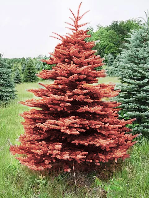 SCP-867 | Wiki Fundação SCP | Fandom