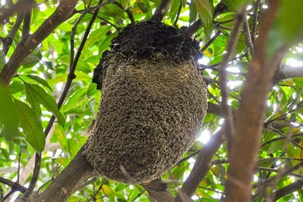 SCP-1702 | Wiki Fundação SCP | Fandom