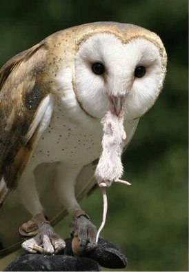 SCP-391 | Wiki Fundação SCP | Fandom