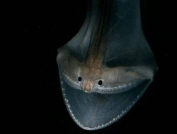 SCP-1821 | Wiki Fundação SCP | Fandom