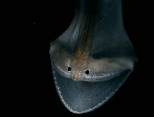 SCP-1821 | Wiki Fundação SCP | Fandom