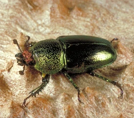 SCP-410 | Wiki Fundação SCP | Fandom