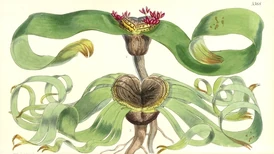 SCP-1001 | Wiki Fundação SCP | Fandom