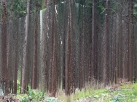 SCP-561 | Wiki Fundação SCP | Fandom