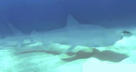 SCP-1057 | Wiki Fundação SCP | Fandom