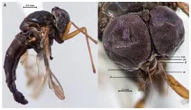 SCP-366 | Wiki Fundação SCP | Fandom