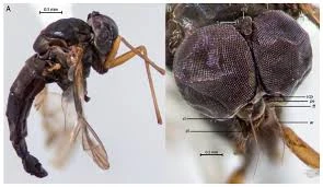 SCP-366 | Wiki Fundação SCP | Fandom