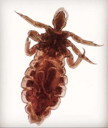 SCP-2044 | Wiki Fundação SCP | Fandom