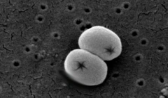 SCP-1121 | Wiki Fundação SCP | Fandom