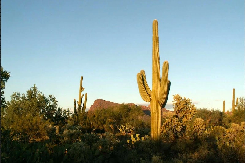 SCP-1277 | Wiki Fundação SCP | Fandom