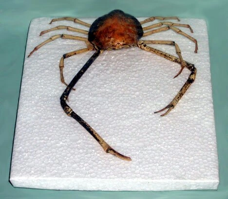 SCP-1104 | Wiki Fundação SCP | Fandom