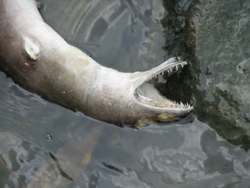 SCP-1572 | Wiki Fundação SCP | Fandom