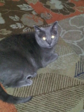 SCP-607 | Wiki Fundação SCP | Fandom