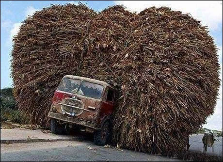 SCP-615 | Wiki Fundação SCP | Fandom