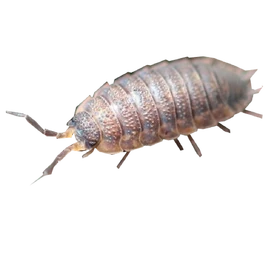 SCP-074 | Wiki Fundação SCP | Fandom